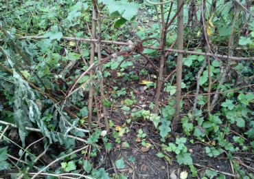 Lacci in acciaio come trappole per cinghiali, la Forestale indaga | l'Eco